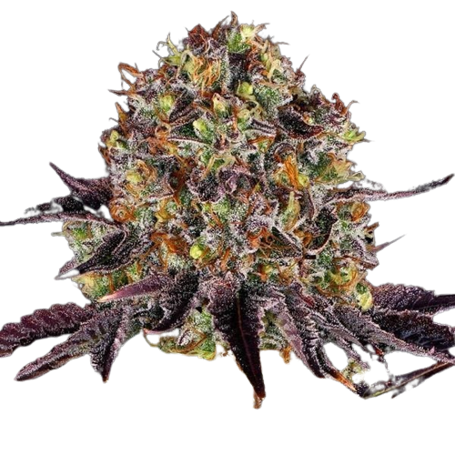 Runtz x Layer Cake fem Barney's Farm, купить семена конопли Runtz x Layer Cake fem Barney's Farm, купить семена конопли